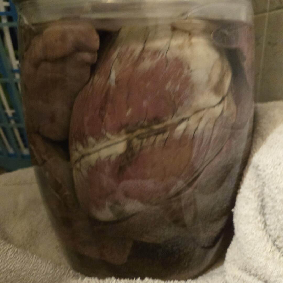 Deer Heart and Lungs - Etsy