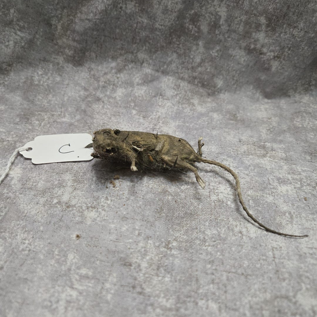 Mummified Mouse C - Etsy