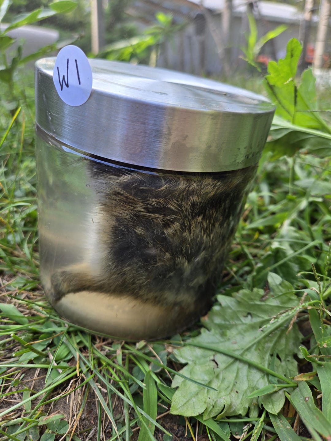 Young Rabbit Wet Specimen Jar Included - Etsy