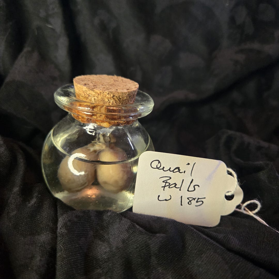 Wet Specimen Quail Balls W185 - Etsy