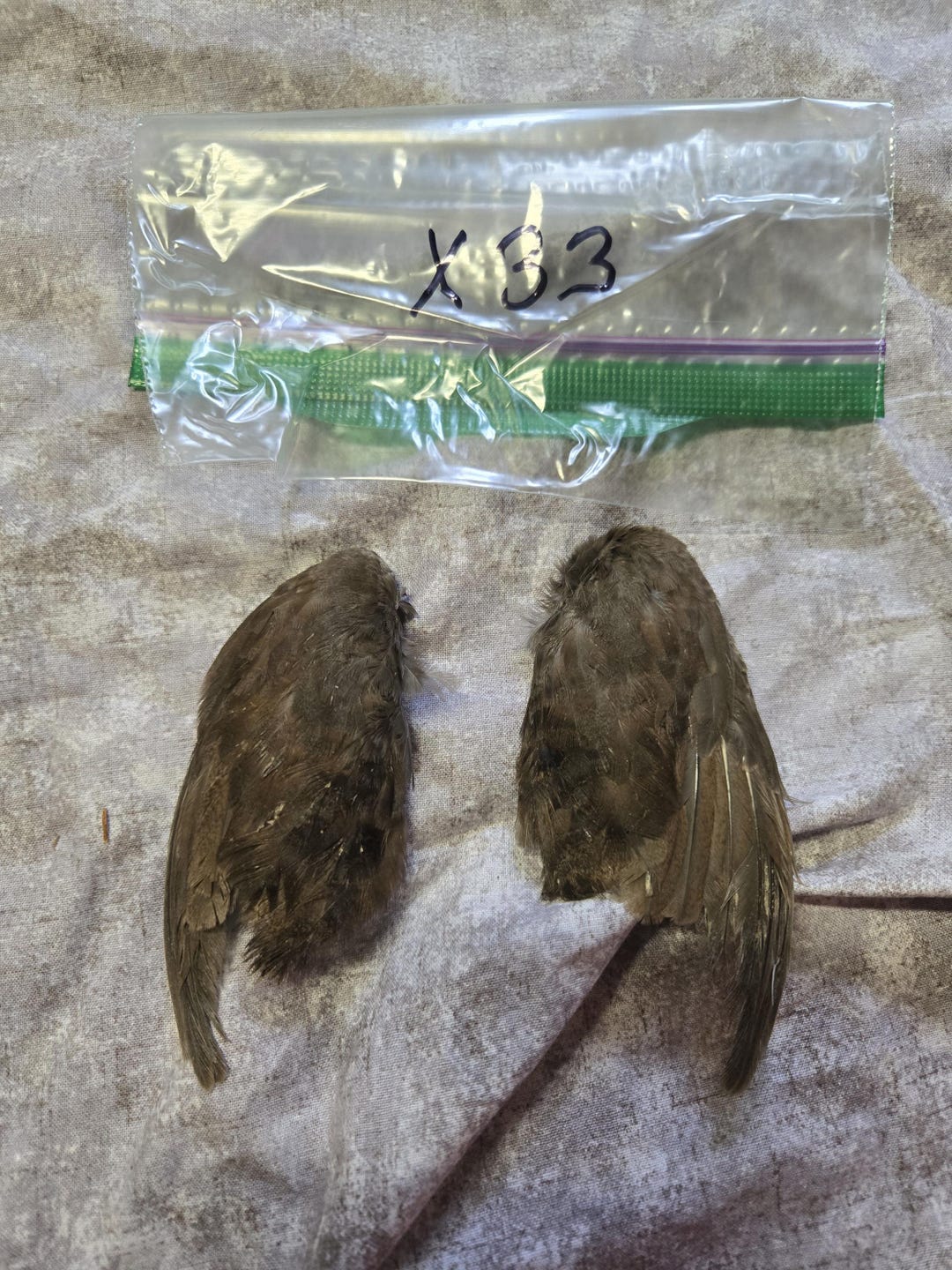 1 Set Dried Quail Wings X33 - Etsy