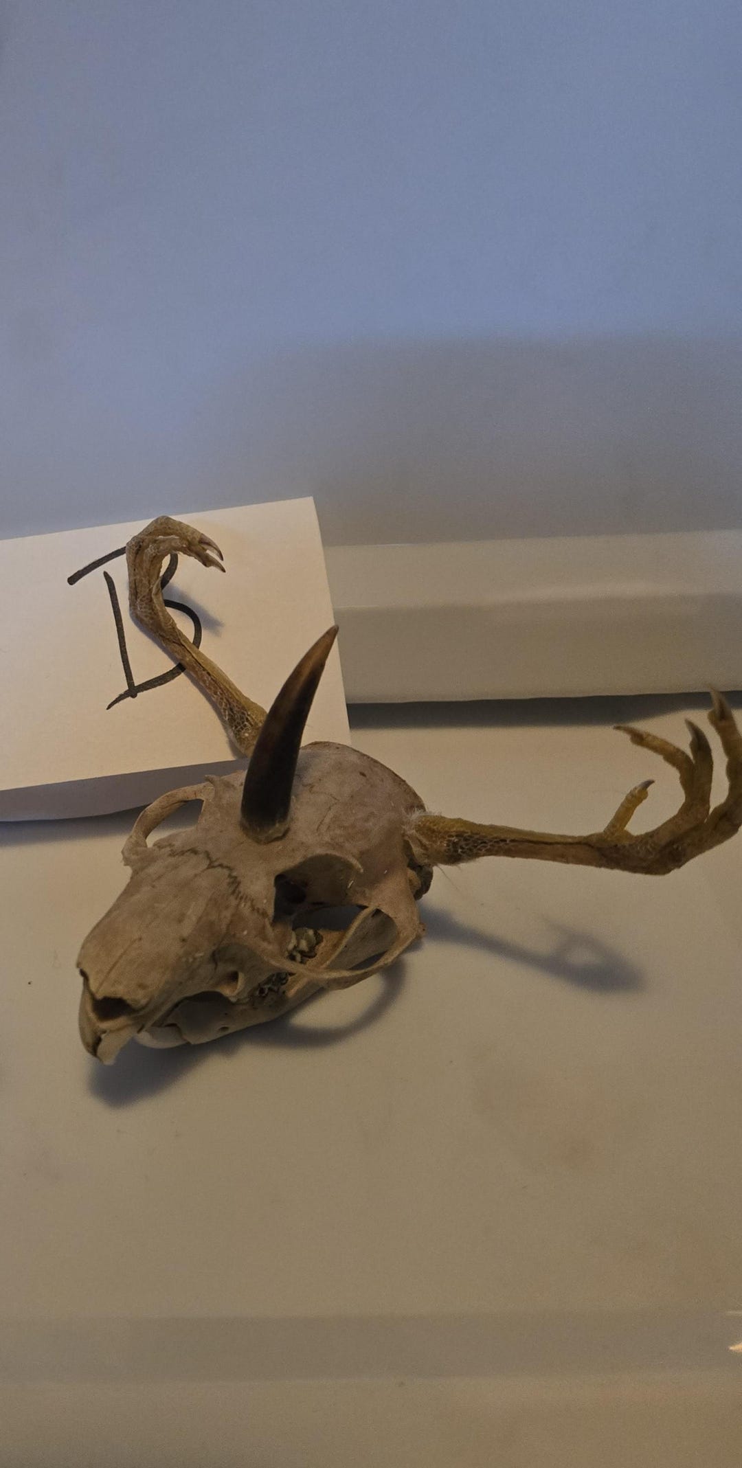 Wendigo Skull - Etsy