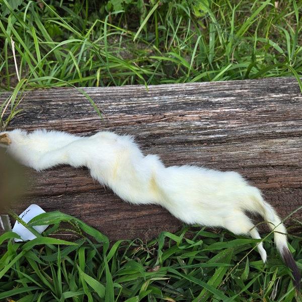 Ermine - Etsy