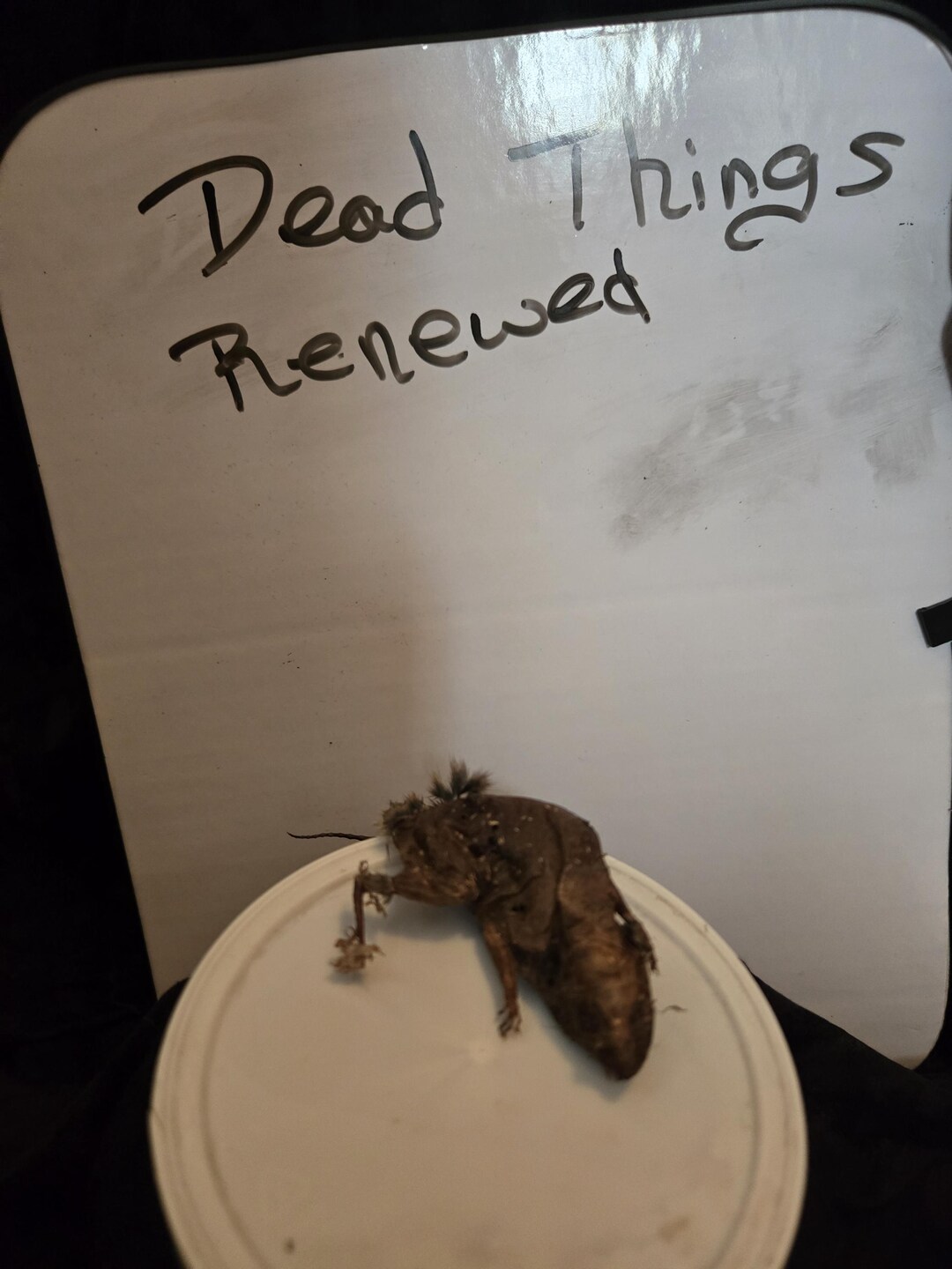 Mummified Mouse - Etsy