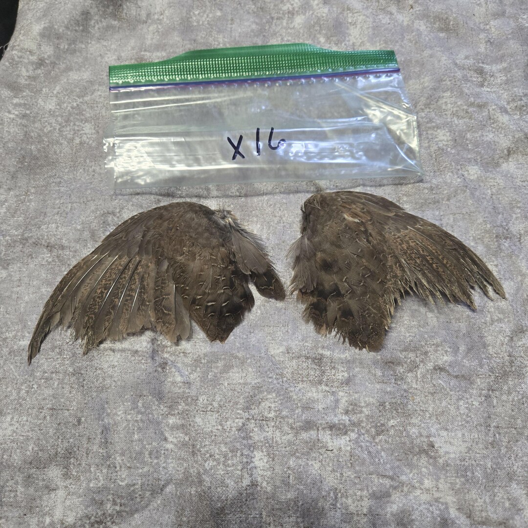 1 Set Dried Quail Wings X16 - Etsy
