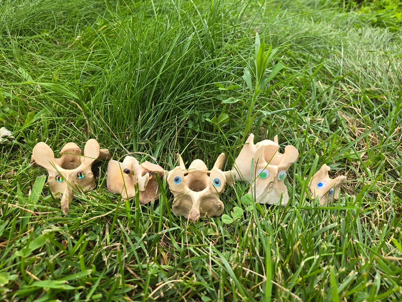 Air Plant Vertebrae Holder - Etsy