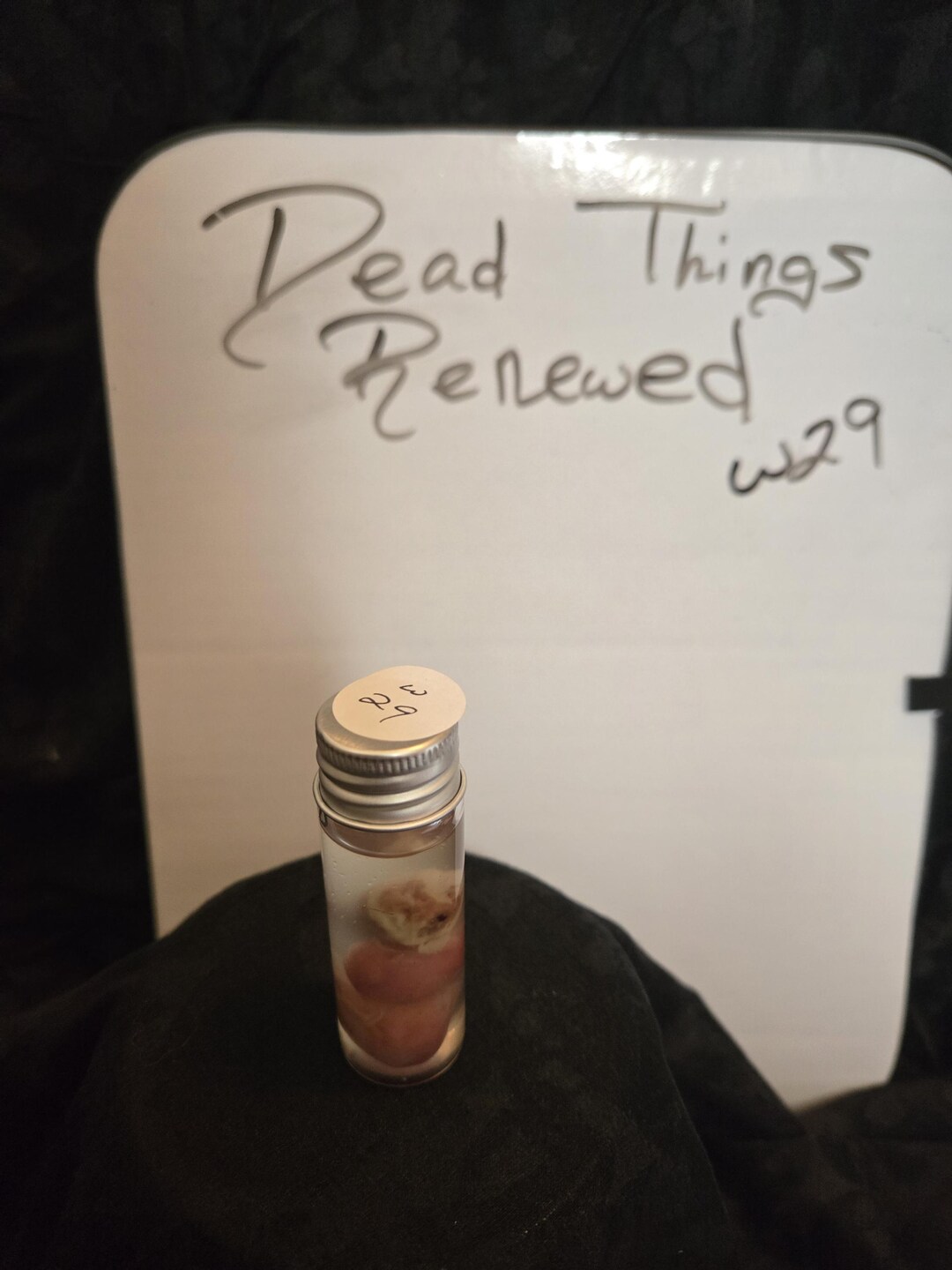 Quail Heart and Testicles Wet Specimen Jar Included W29 - Etsy