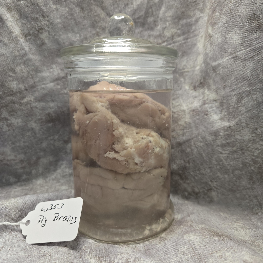 Pig Brains Wet Specimen W353 - Etsy
