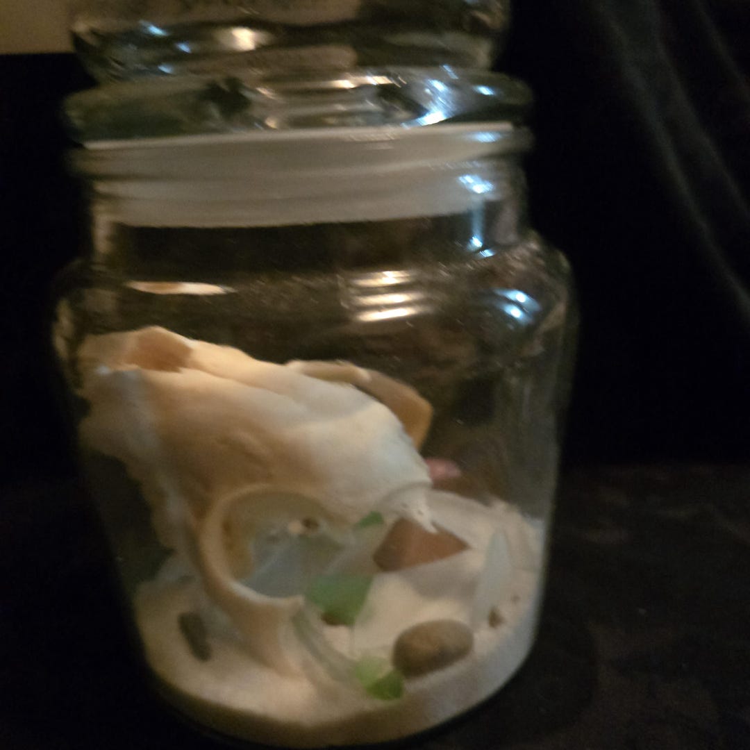 Coon Skull in a Jar With Sand and Sea Glass - Etsy
