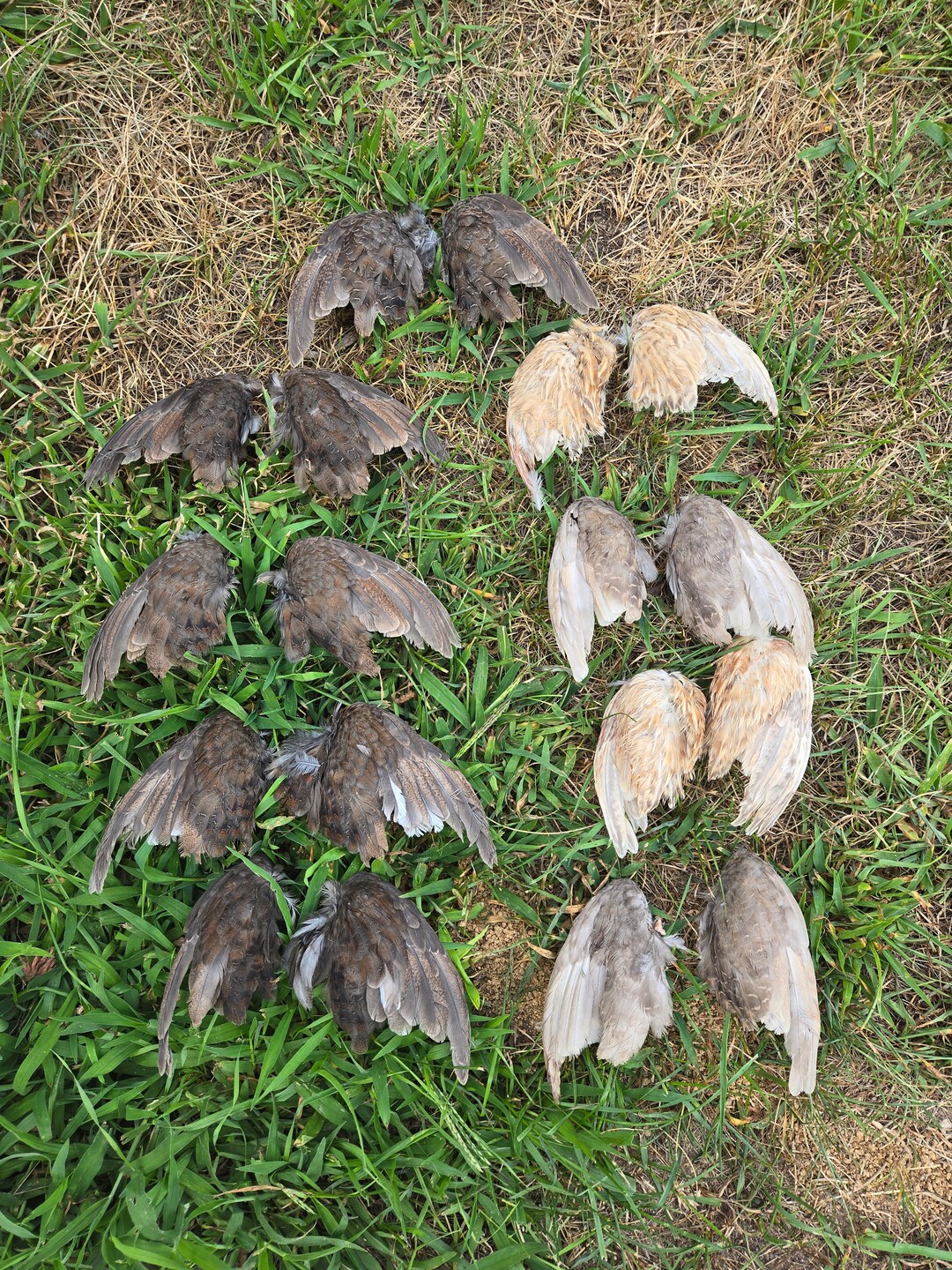 1 Set Dried Quail Wings Your Pick - Etsy