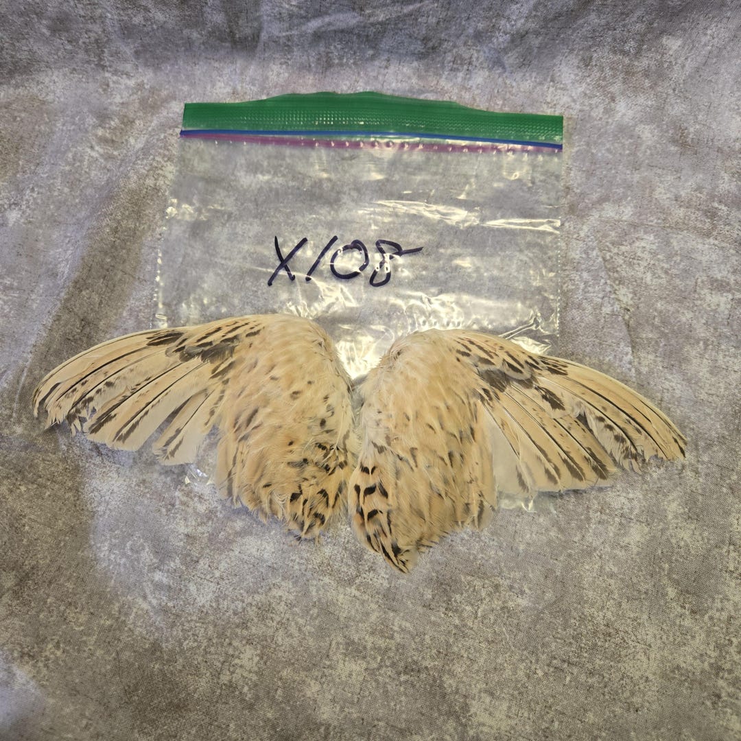1 Set Dried Quail Wings X108 - Etsy