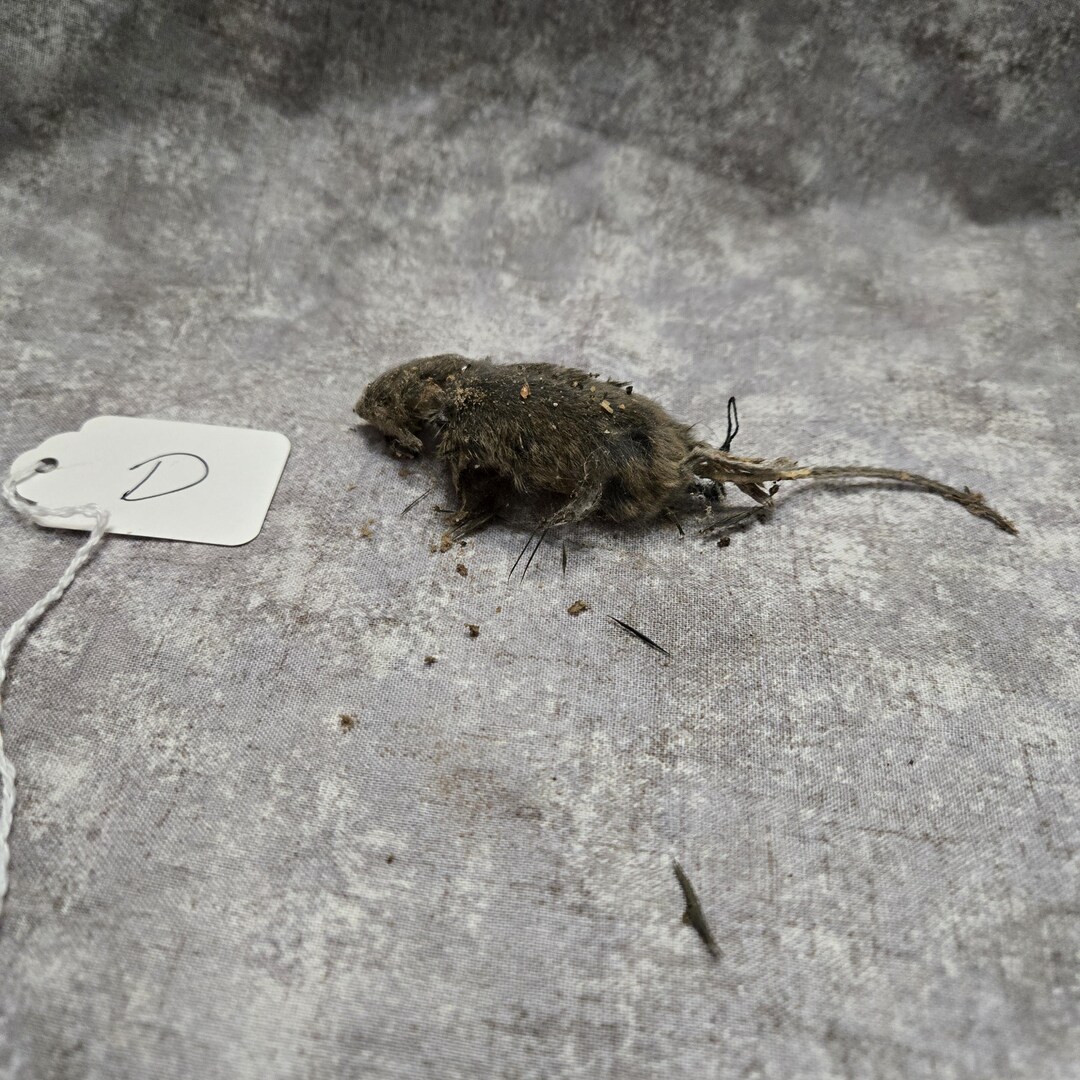Mummified Mouse D - Etsy
