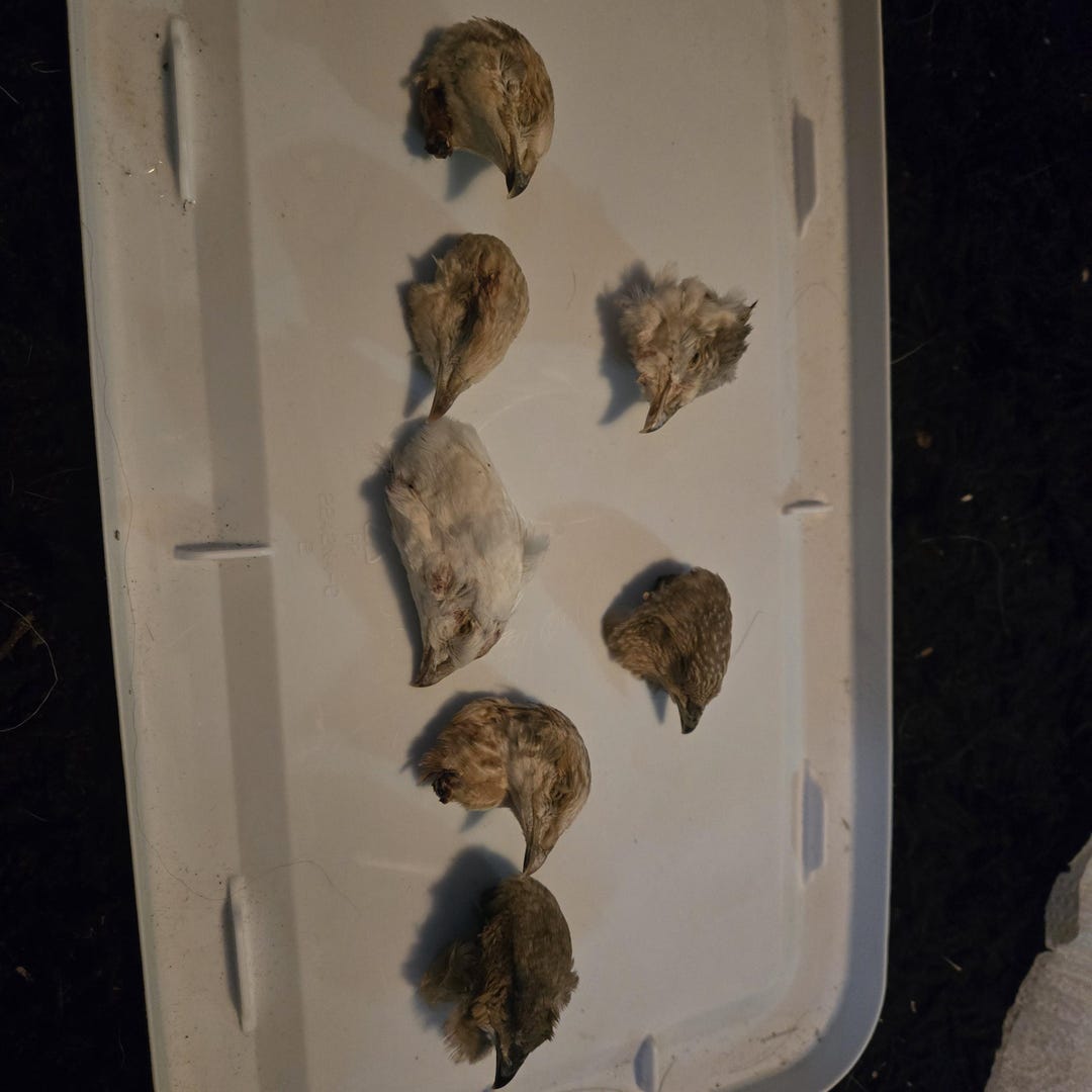 1 Dried Quail Head - Etsy