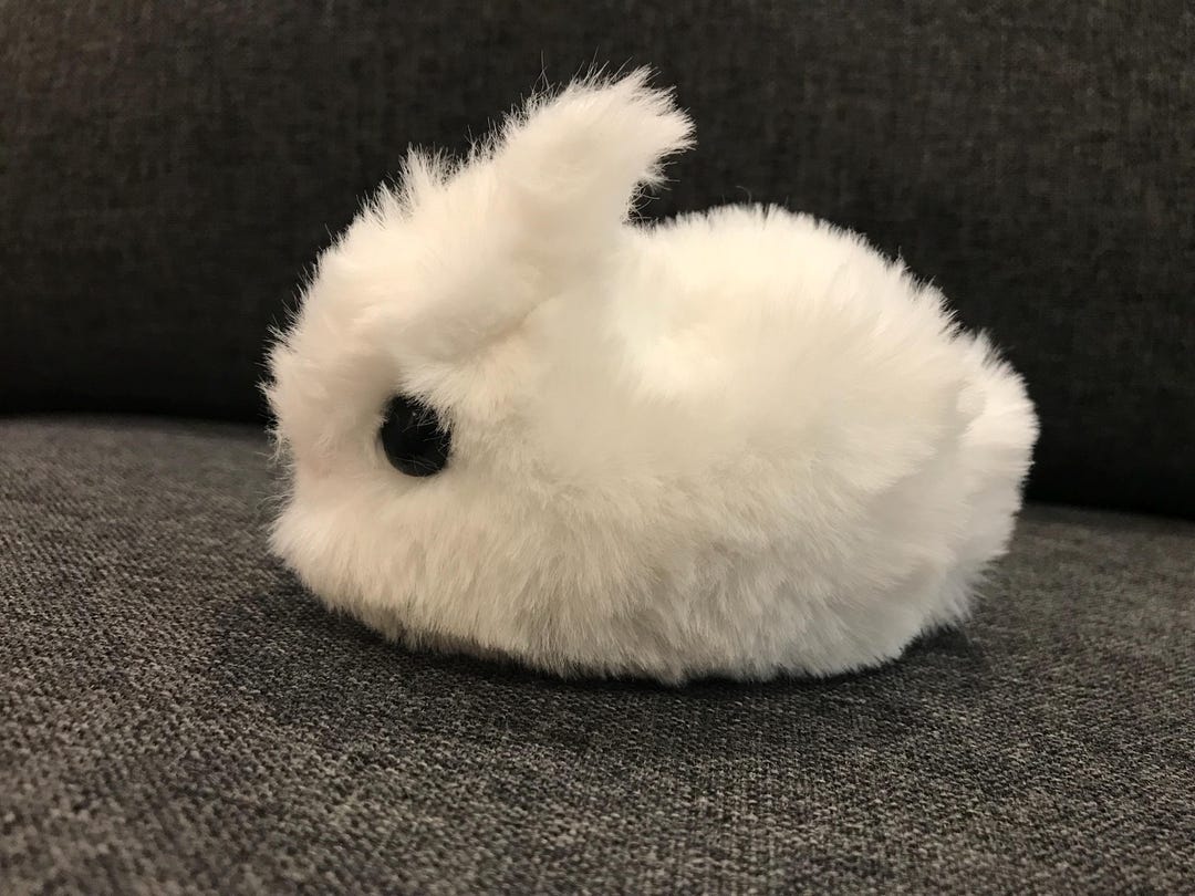 SUPER SOFT BUNNY, Netherland Dwarf Bunny, Soft and Adorable Bunny, Cute ...