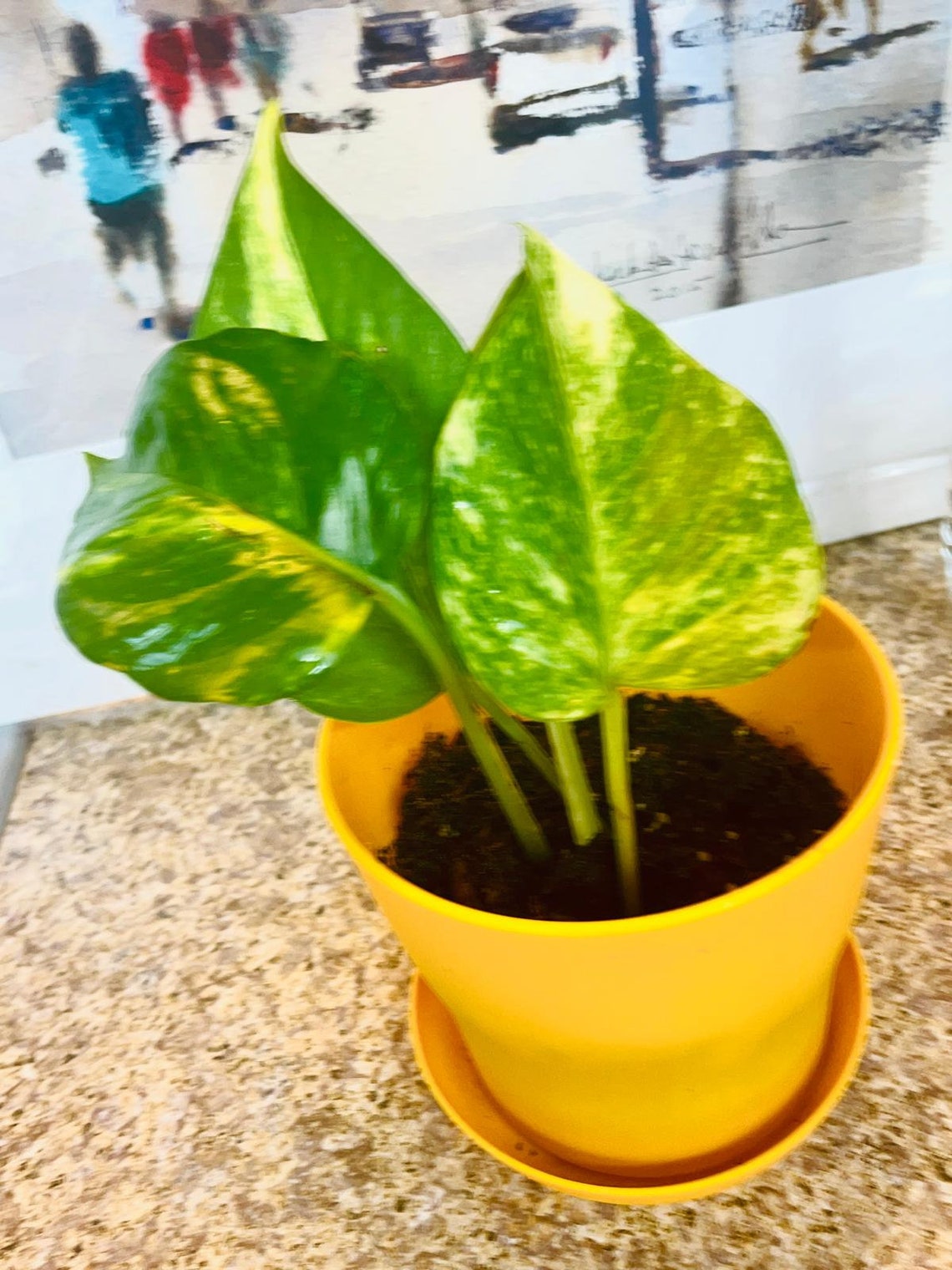Pothos | Golden Pothos | Hawaiian Pothos | Variegated Plants | Cuttings ...