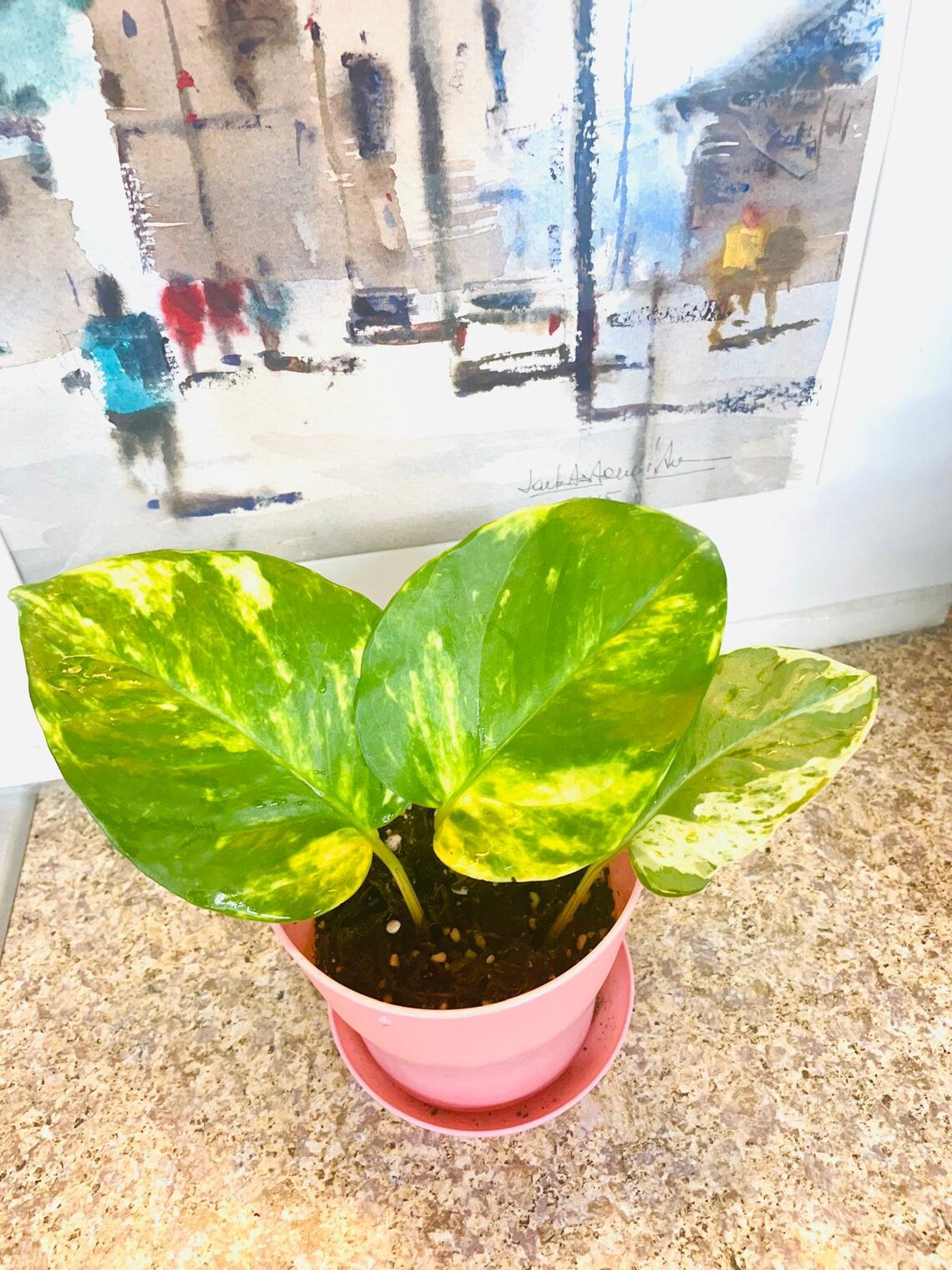 Pothos | Golden Pothos | Hawaiian Pothos | Variegated Plants | Cuttings ...
