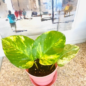 Pothos | Golden Pothos | Hawaiian Pothos | Variegated Plants | Cuttings ...