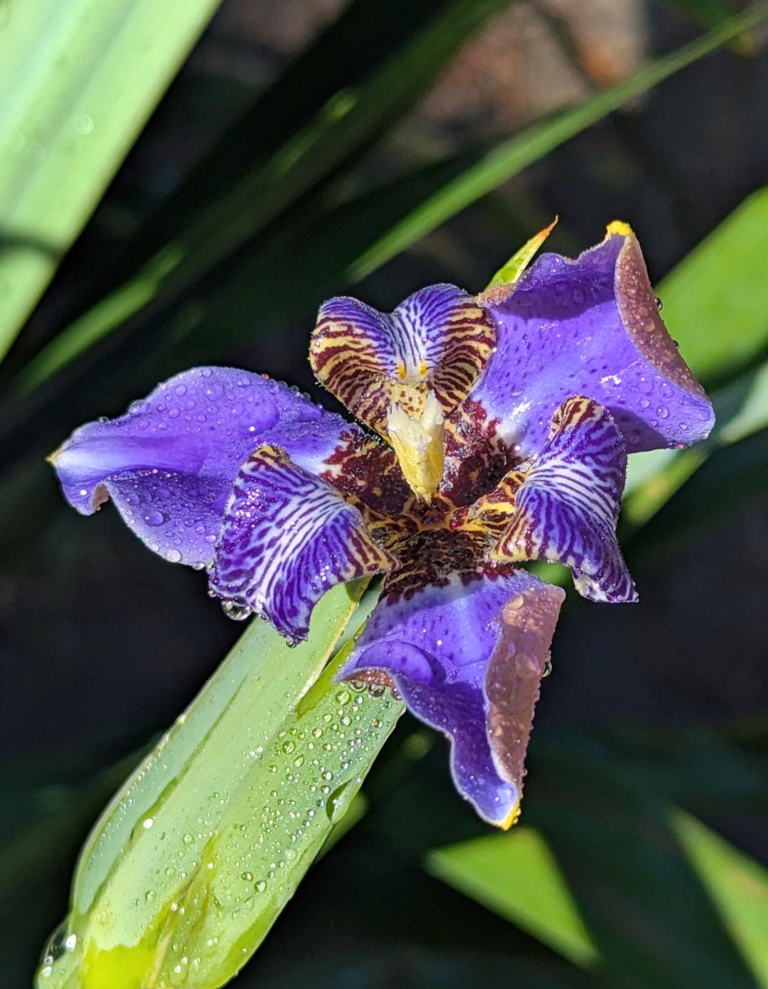 Regina Giant Walking Iris Rhizomes- 3 Neomarica Caerulea Plants - Etsy