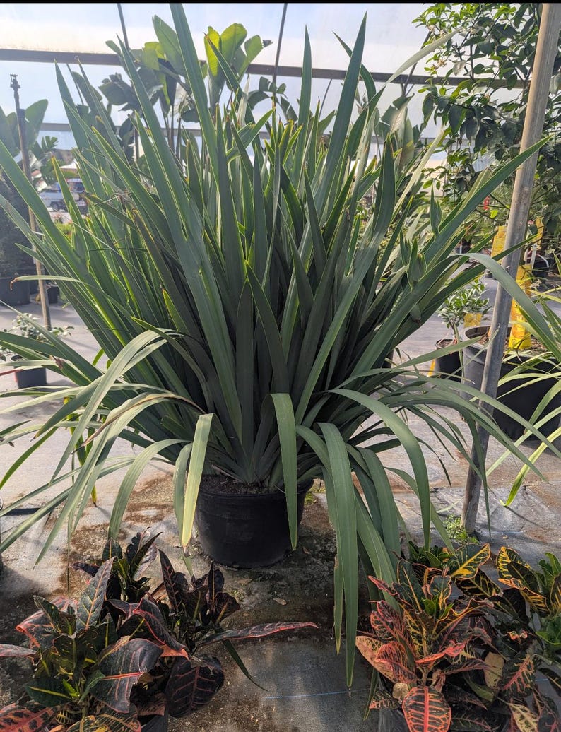 Regina Giant Walking Iris Rhizomes- 3 Neomarica Caerulea Plants - Etsy