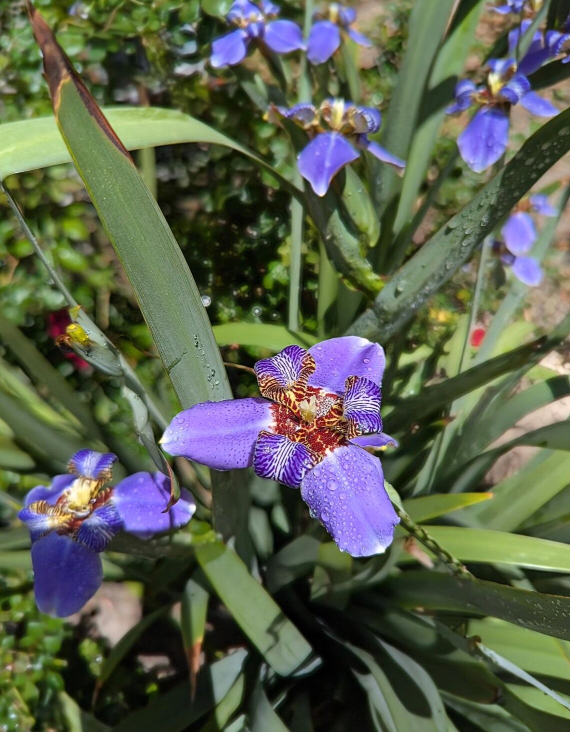 Regina Giant Walking Iris Rhizomes- 3 Neomarica Caerulea Plants - Etsy