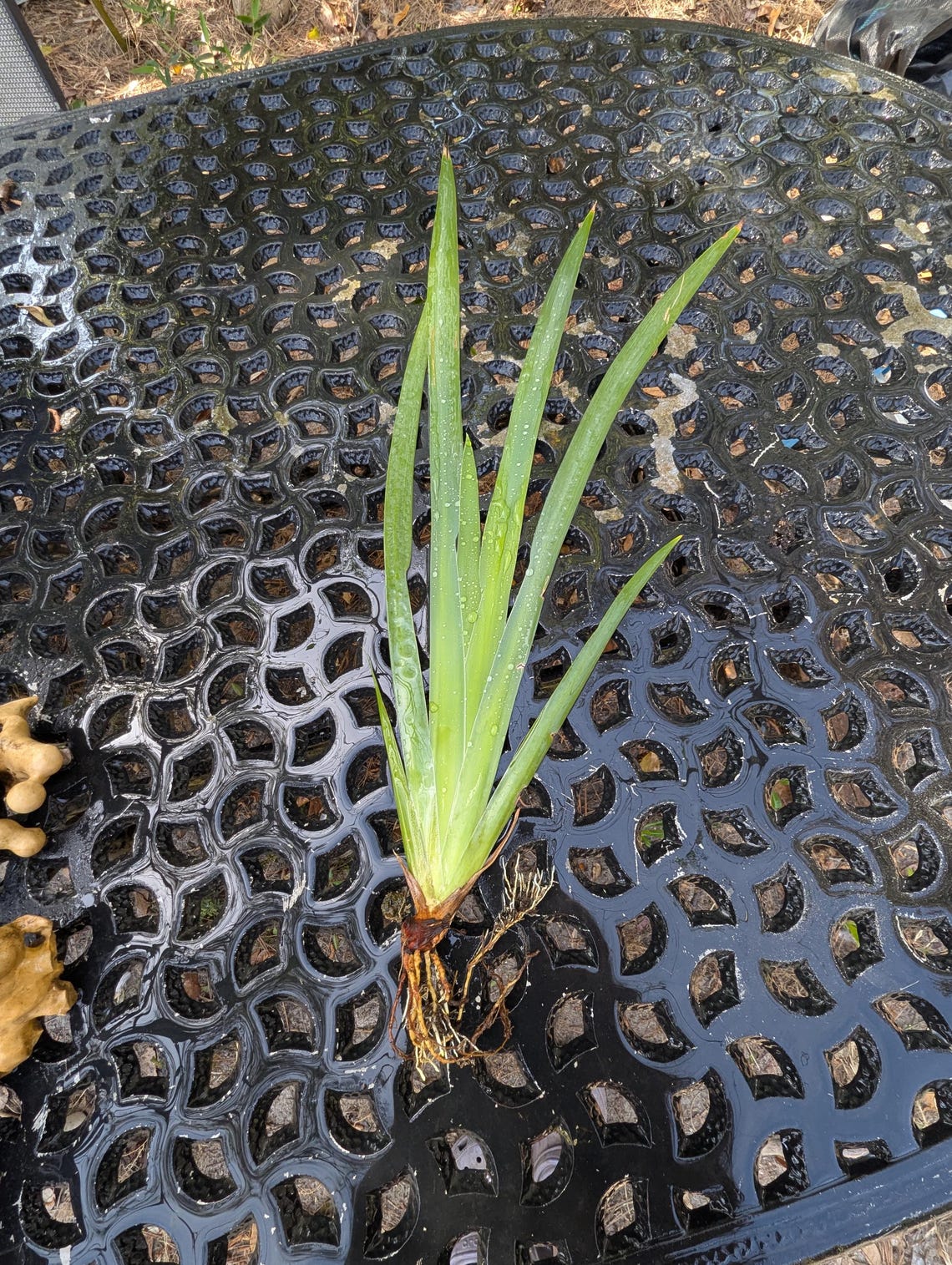 Regina Giant Walking Iris Rhizomes- 3 Neomarica Caerulea Plants - Etsy