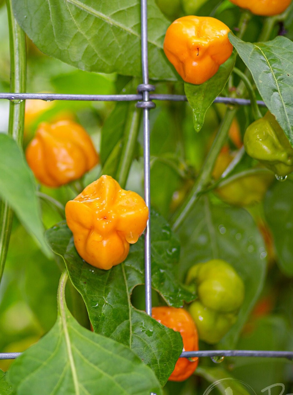 Aji Mango Pepper Seeds 25-50 Seeds - Etsy