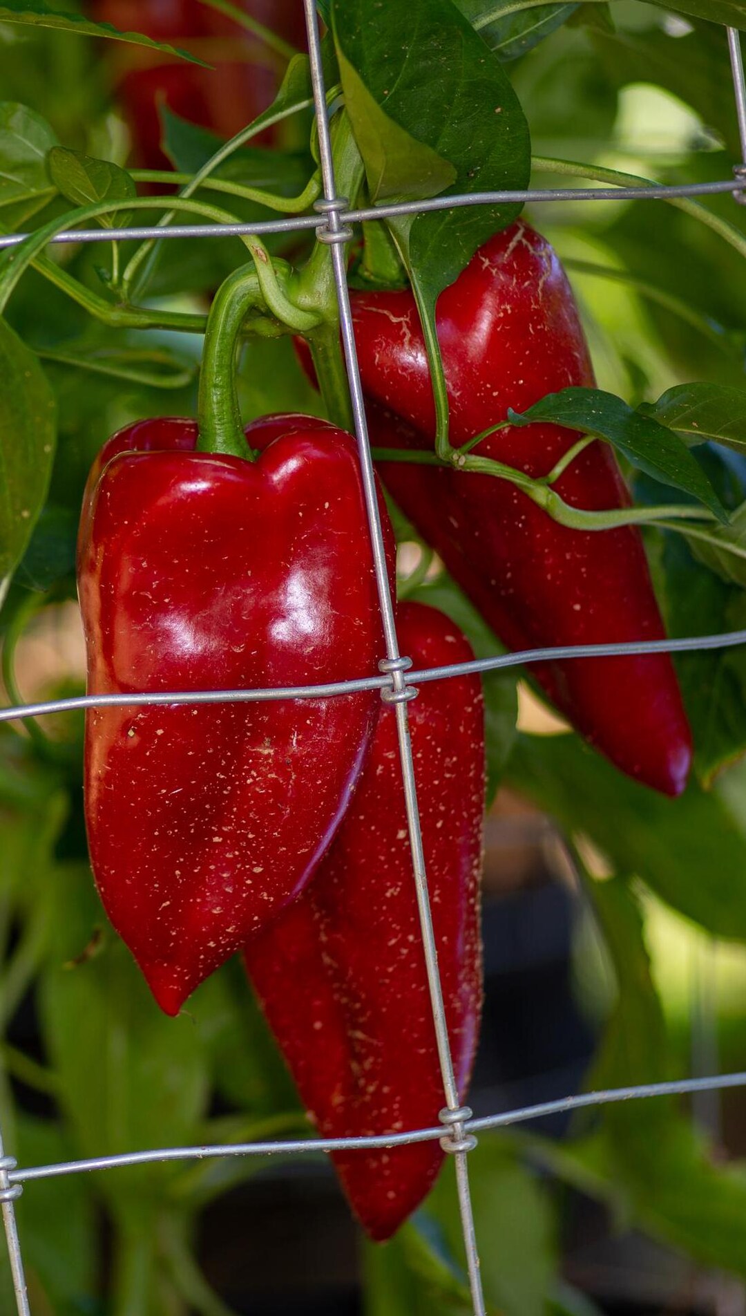 Ljubov Dlan Serbian Pepper Seeds 25-50 Seeds - Etsy