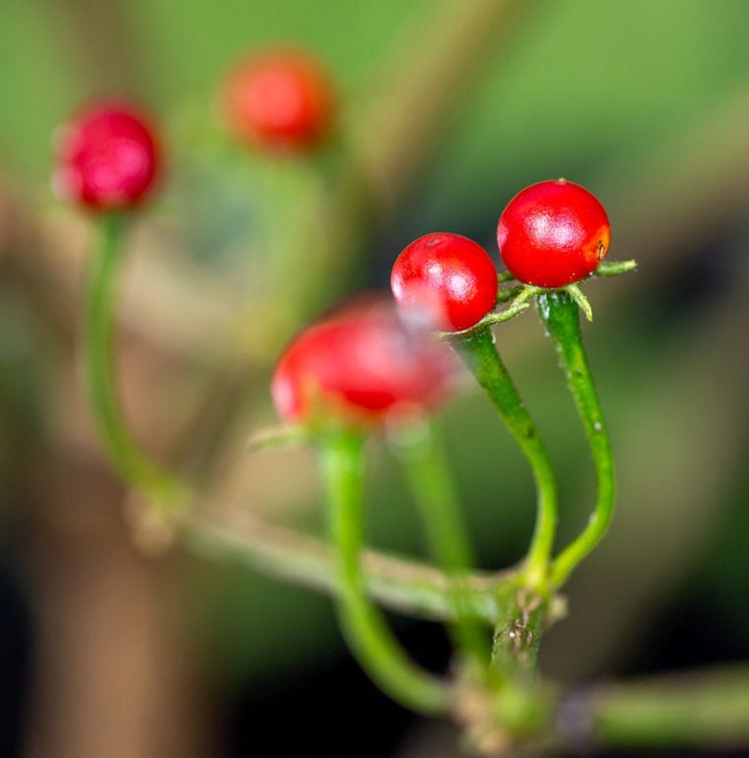 CAP 502 Pepper Seeds 25-50 Seeds - Etsy