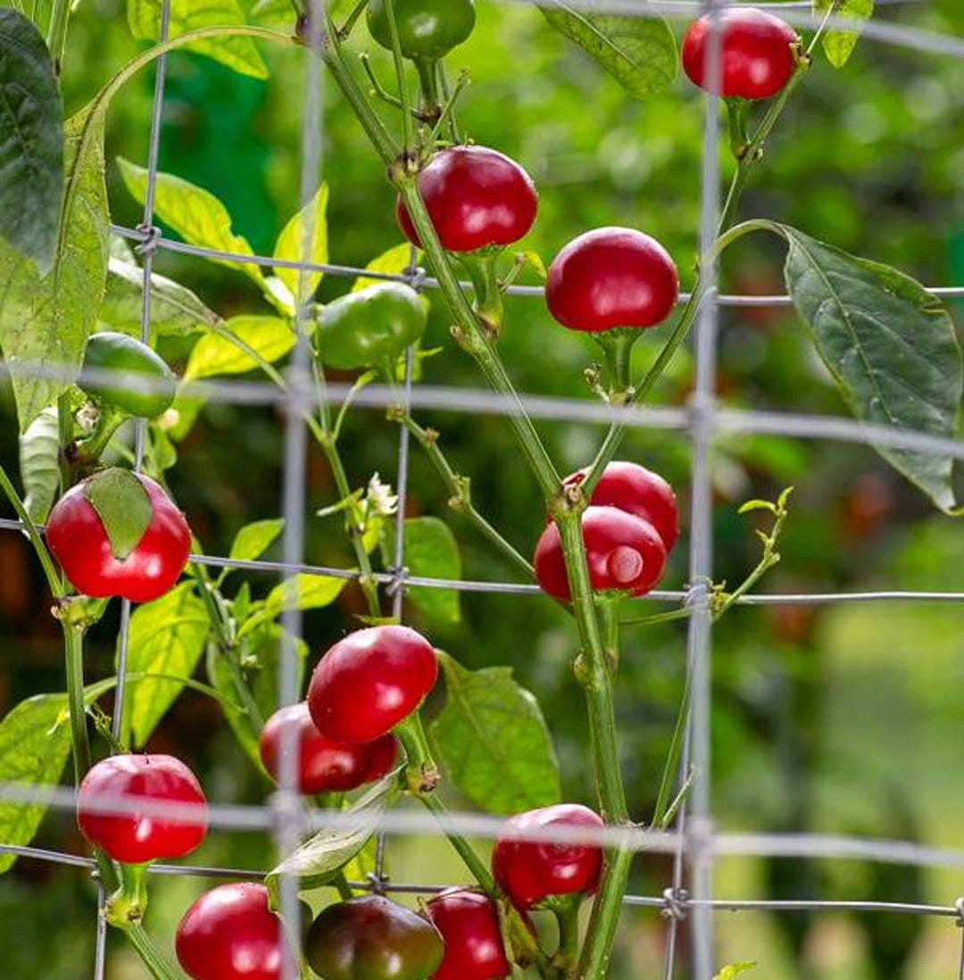 Alma Paprika X Cherry Bomb Pepper Seeds 25-50 Seeds - Etsy