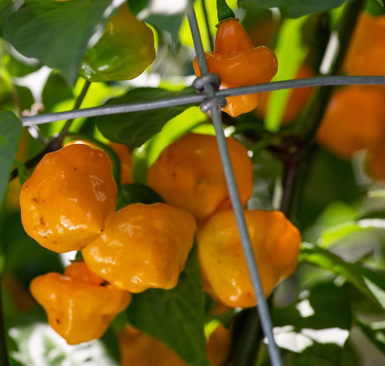 CGN 21566 Seeds 25-50 Seeds - Etsy