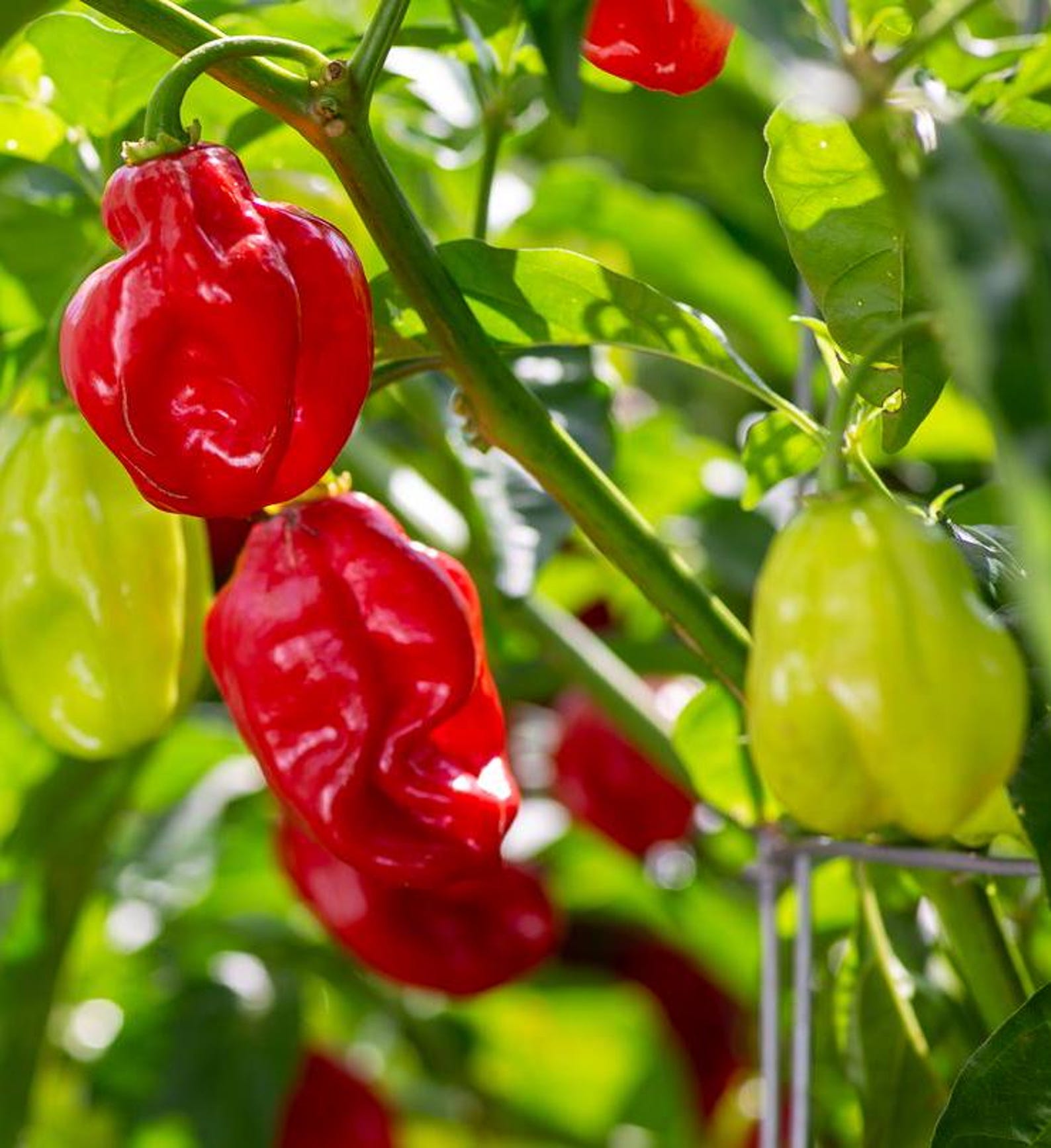 Rich's Jumbo Carribean Pepper Seeds 25-50 Seeds - Etsy
