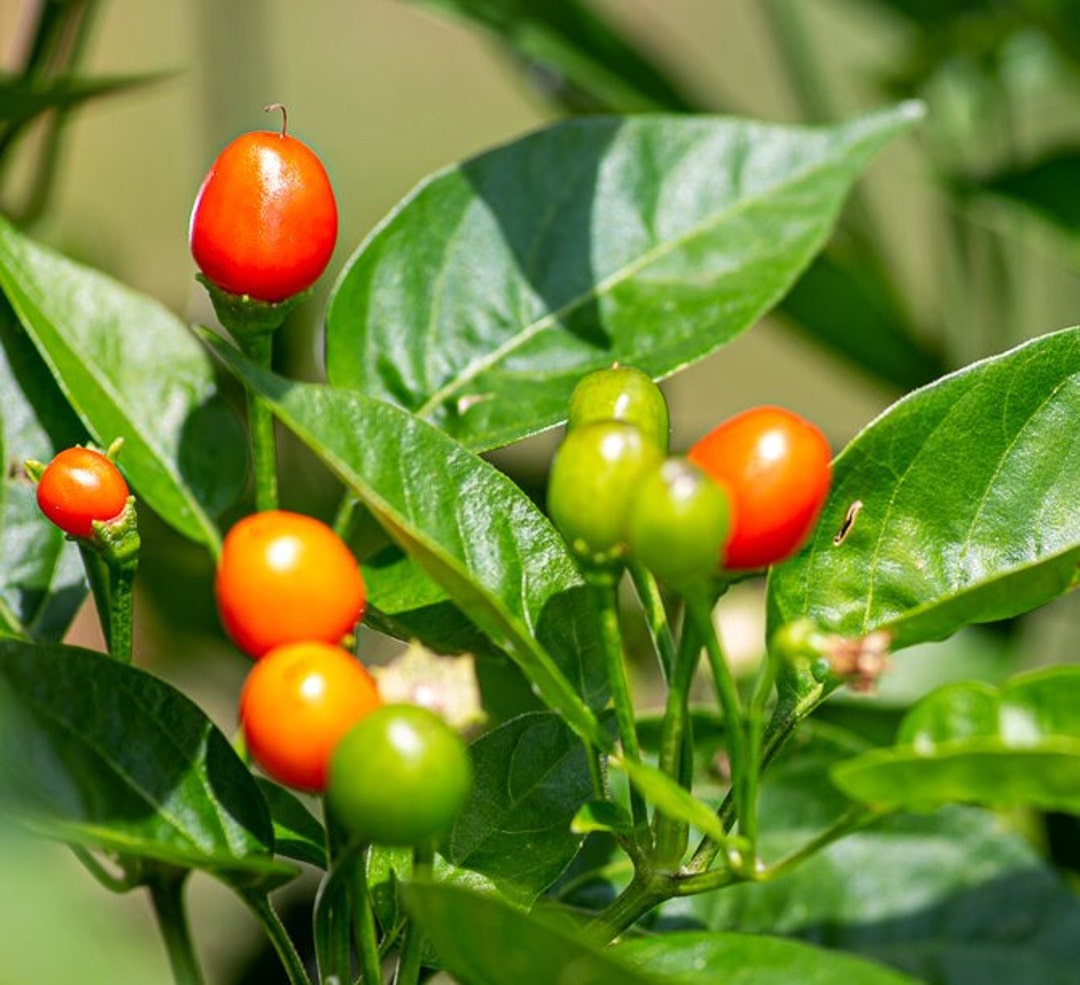 Aji Bird Pepper Seeds 25-50 Seeds - Etsy