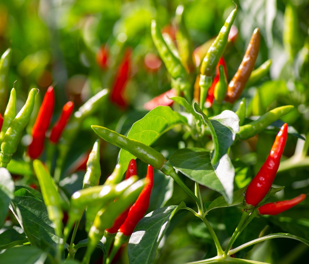 Firecracker Pepper Seeds 25-50 Seeds - Etsy