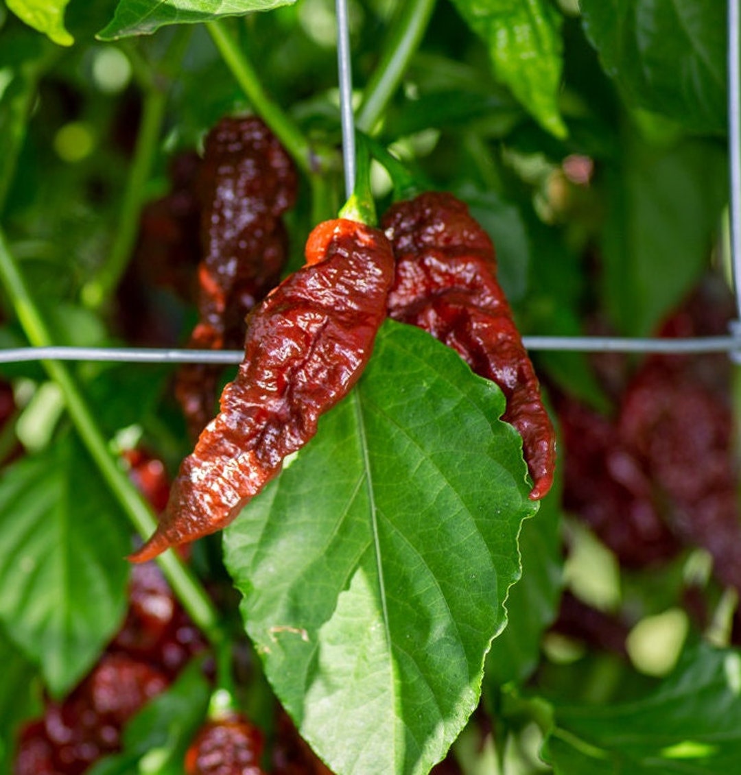 Giant Chocolate Ghost Pepper Seeds 25-50 Seeds - Etsy