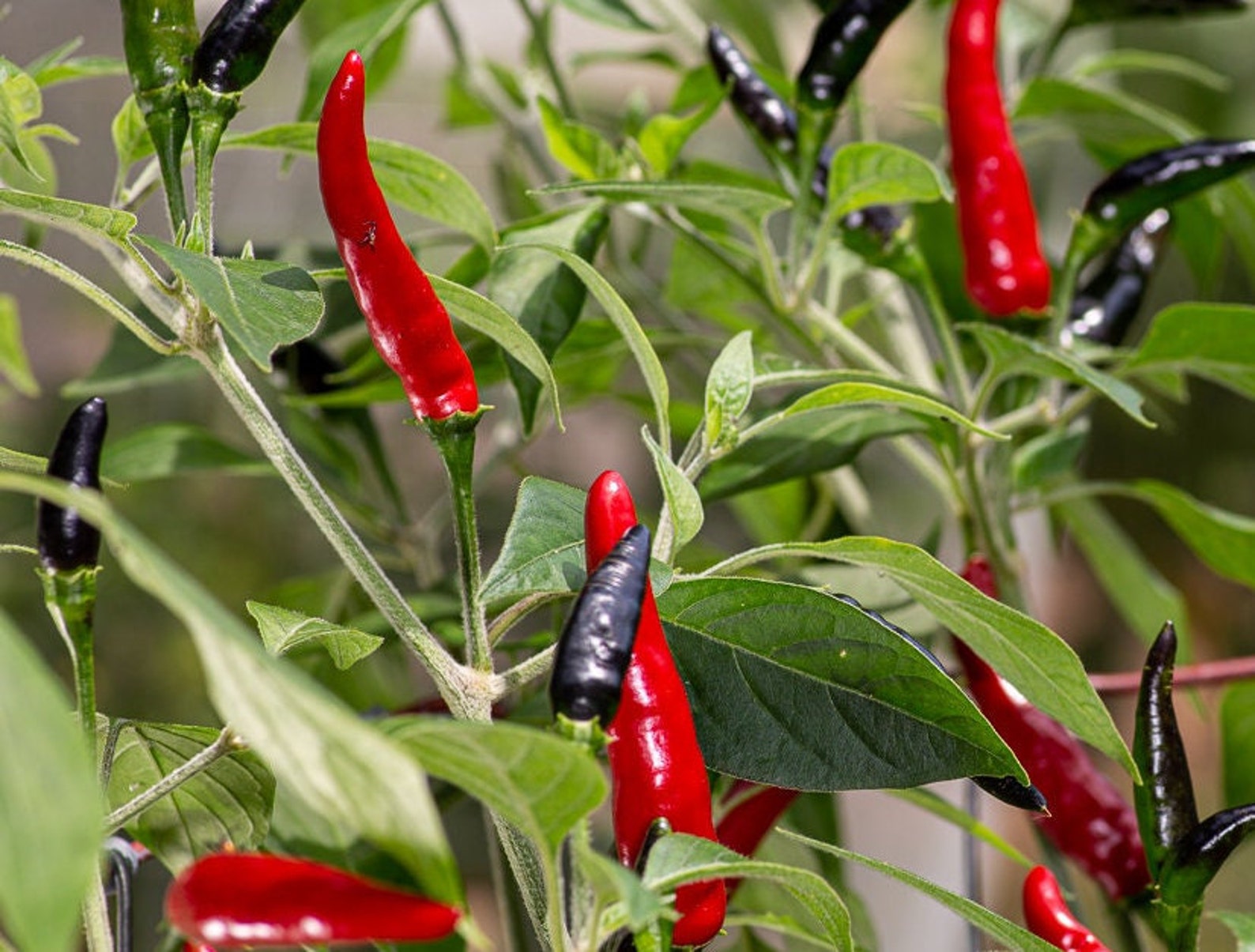 Chile Del Diablo Seeds 25-50 Seeds - Etsy