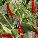 Chile Del Diablo Seeds 25-50 Seeds - Etsy