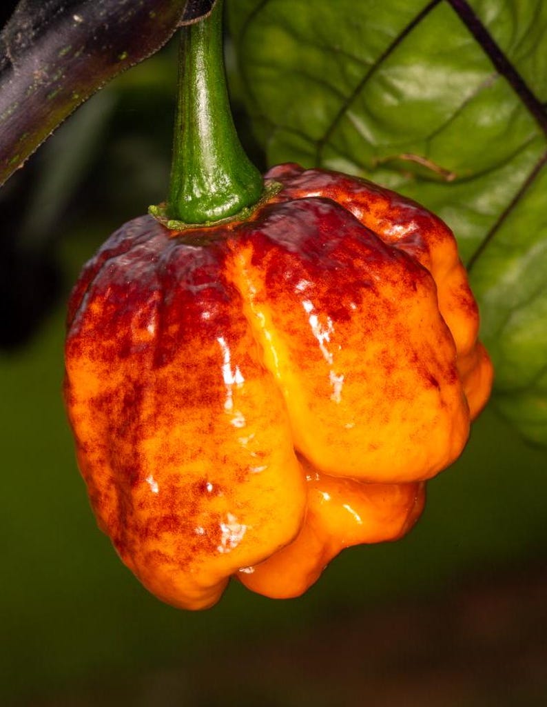 Pock Mark Orange Pepper Seeds 25-50 Seeds - Etsy