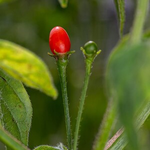 CAP 1478 Pepper Seeds 25-50 Seeds - Etsy