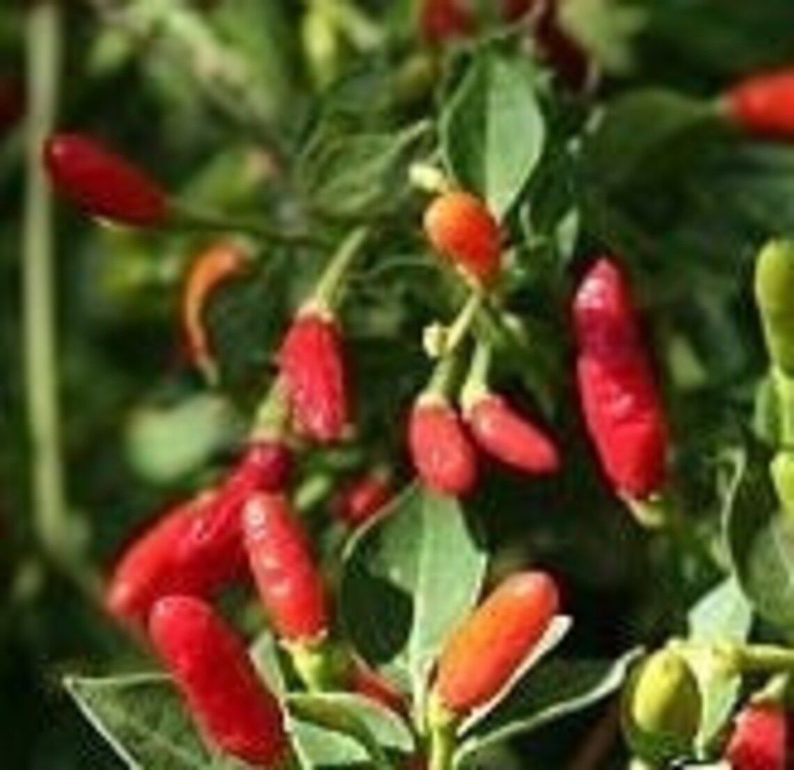 Inca Surprise Pepper Seeds 25-50 Seeds - Etsy