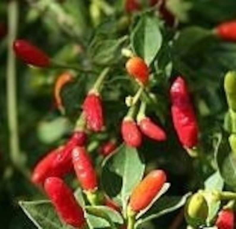 Inca Surprise Pepper Seeds 25-50 Seeds - Etsy