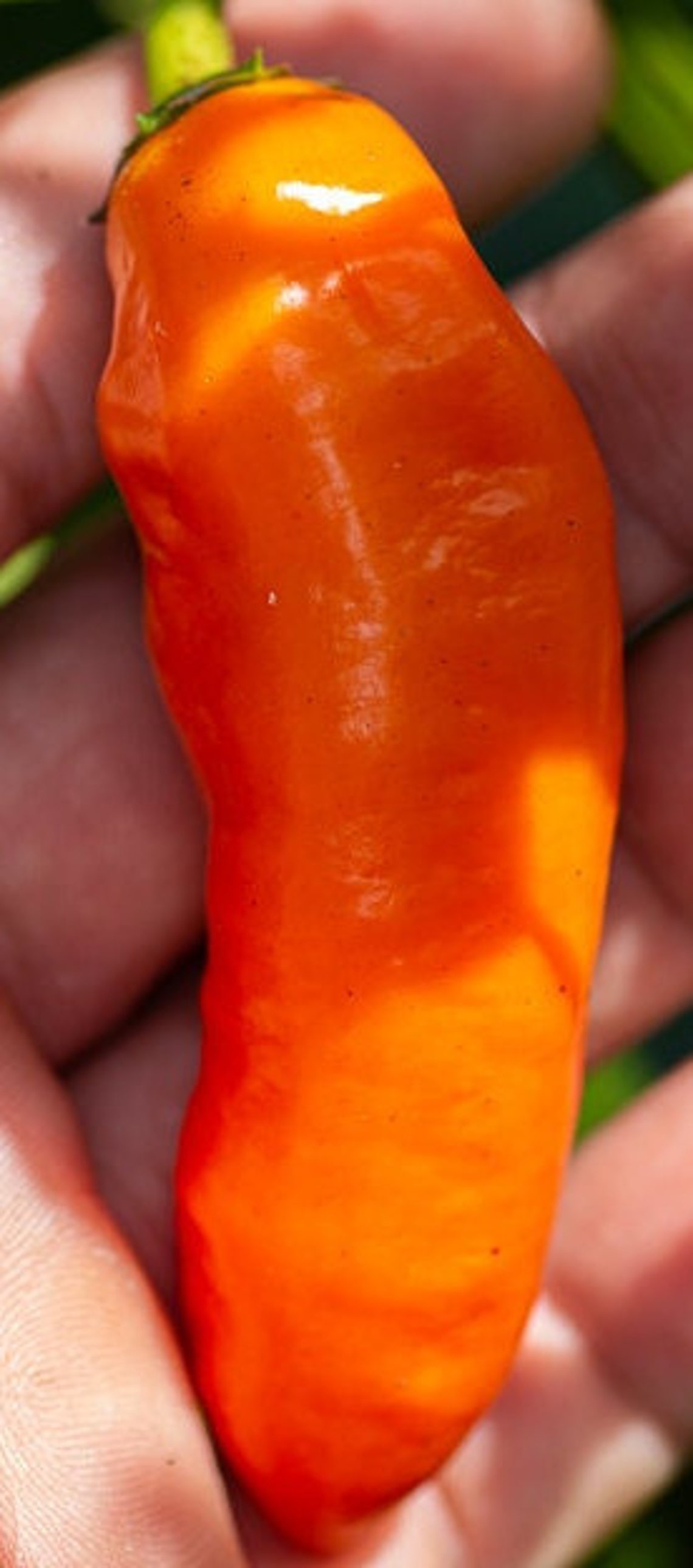 Queen Laurie Pepper Seeds 25-50 Seeds - Etsy