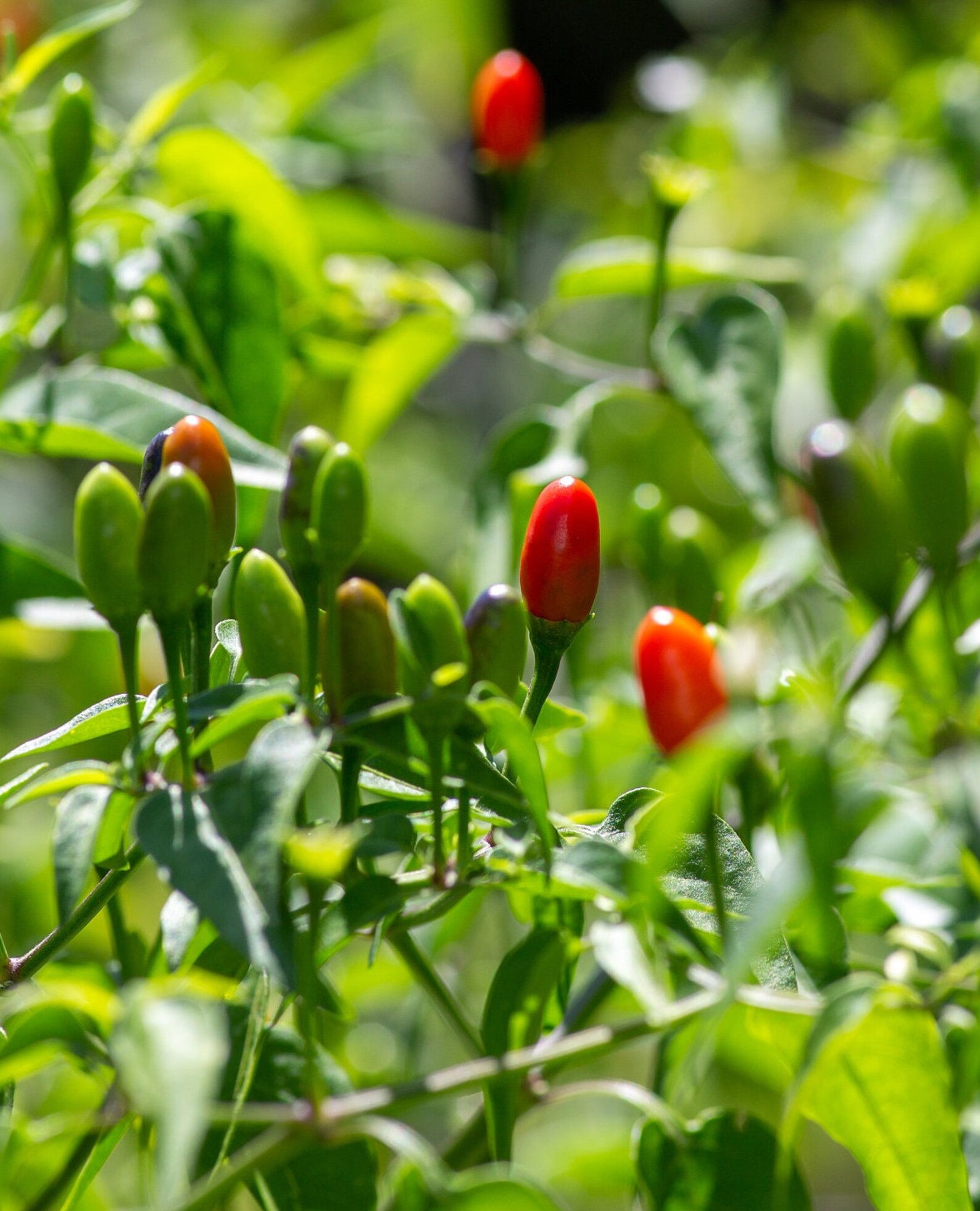 CGN 23208 Pepper Seeds 25-50 Seeds - Etsy