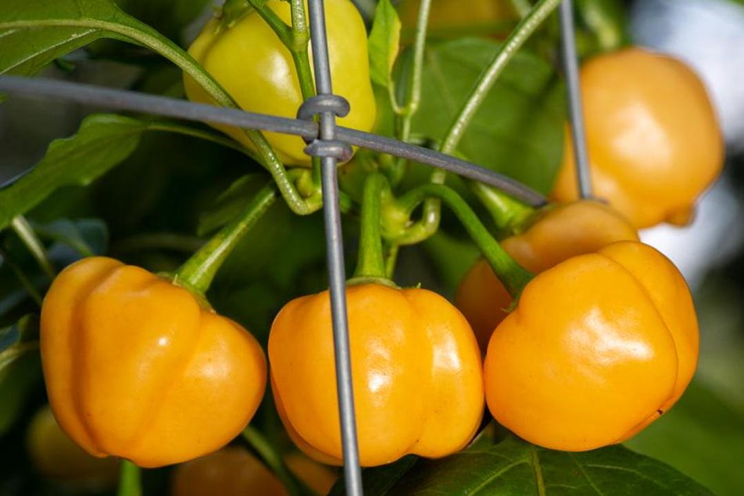 Peppa Peach Pepper Seeds 25-50 Seeds - Etsy