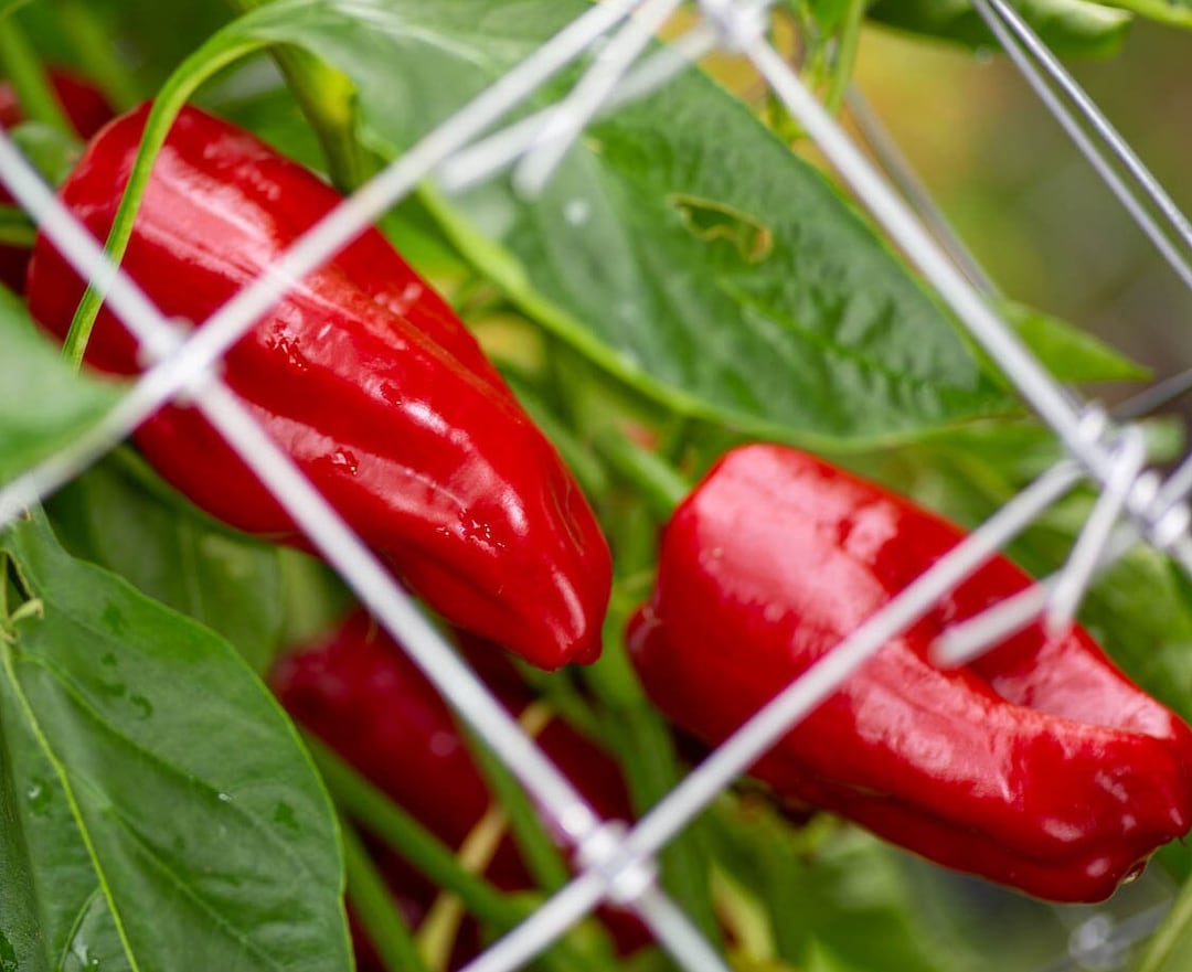 Antakie (antakya) Syria Pepper Seeds 25-50 Seeds - Etsy