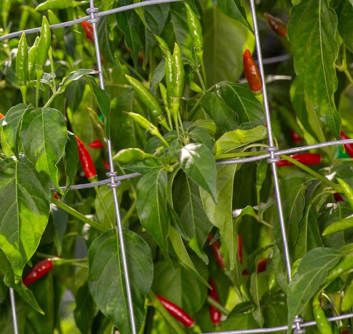 Donne Sali Pepper Seeds 25-50 Seeds - Etsy