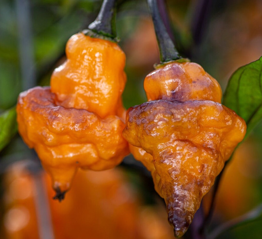 Eye Candy Pepper Seeds 25-50 Seeds - Etsy