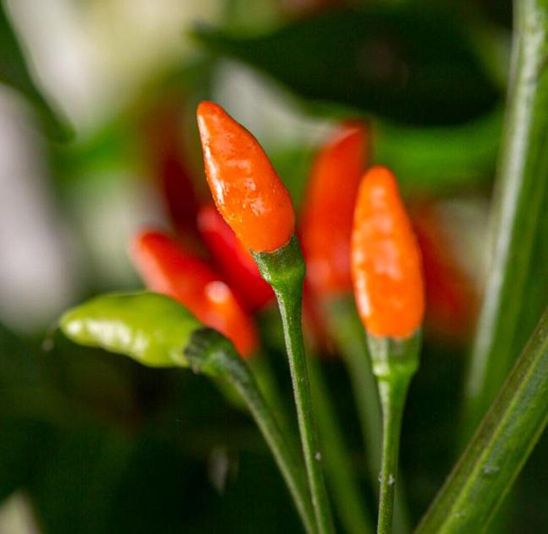 Rice Grain Labuyo Pepper Seeds 25-50 Seeds - Etsy