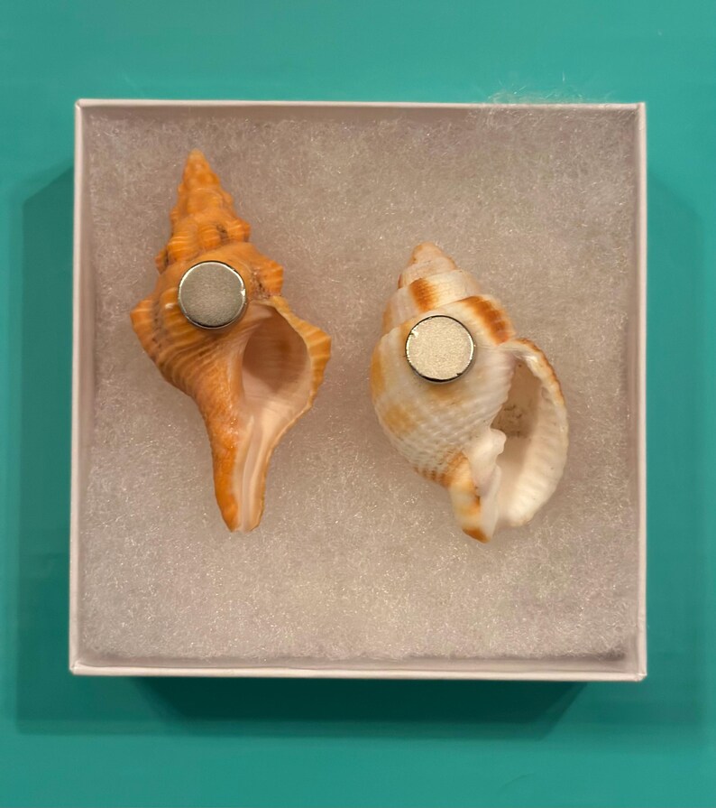 Seashell Magnets Set of 2 Florida Horse Conch-nutmeg Shell Coastal ...