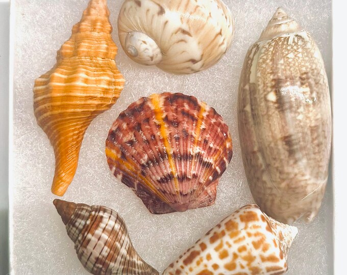 Seashell Variety Box Set of 6 Handpicked Shells Ten Thousand Islands Seashell Crafts Seashell ...