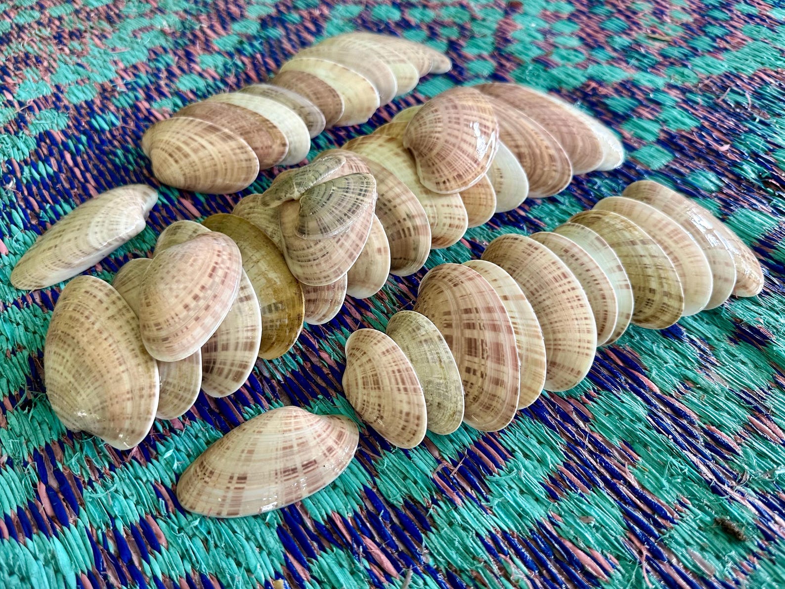 Bulk Seashells 40 Sunray Venus Shells Seashell Crafts Marco Island ...